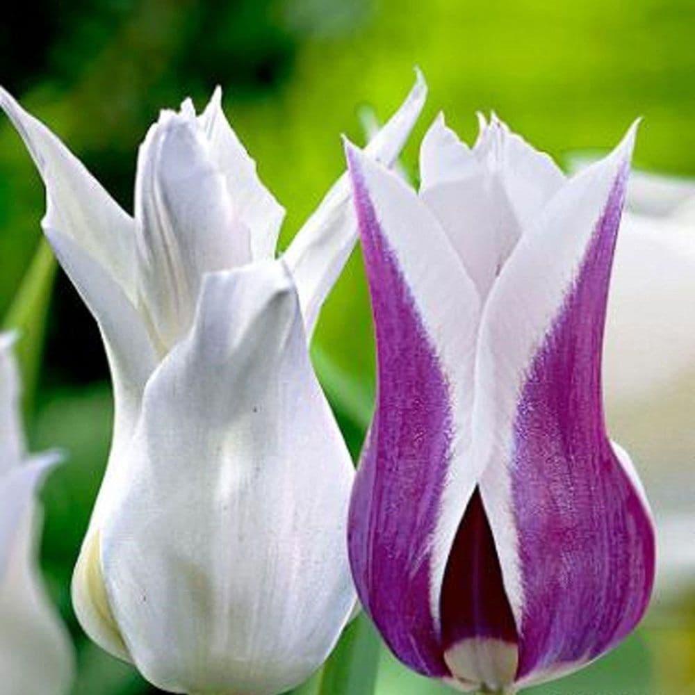 MIXED CLAUDIA & TRES CHIC LILY- FLOWERING TULIPS 5 of each colour