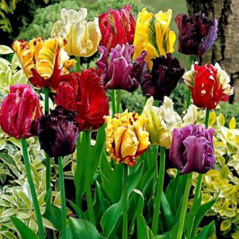 MIXED COLOURS PARROT TULIPS