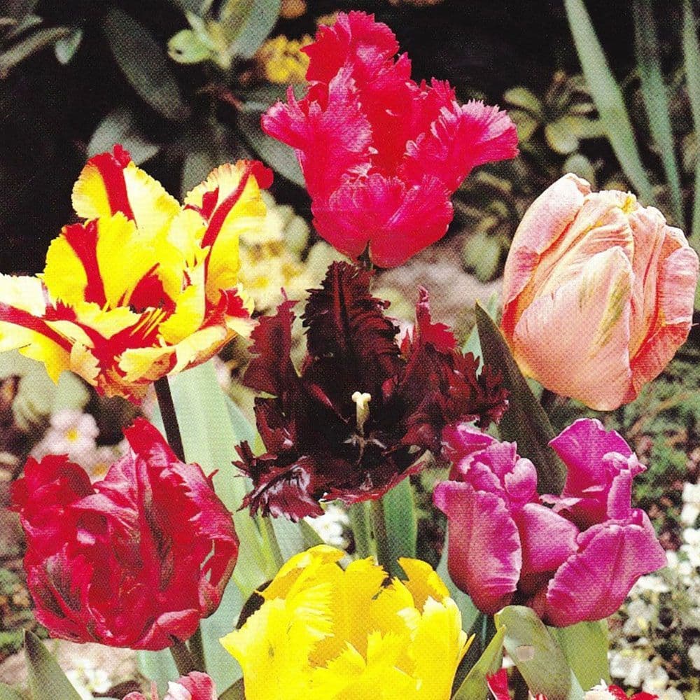 MIXED COLOURS PARROT TULIPS