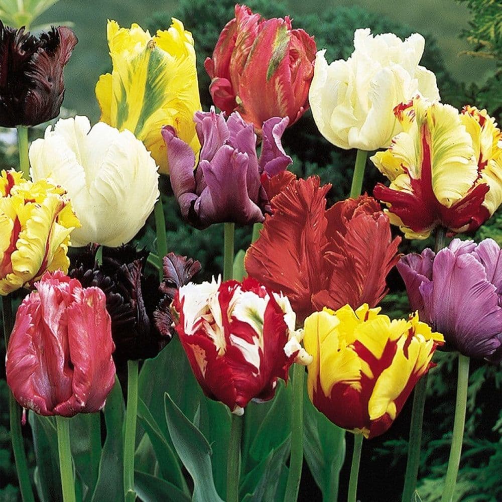 MIXED COLOURS PARROT TULIPS