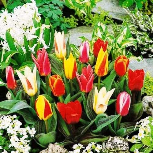 Mixed Dwarf Tulips