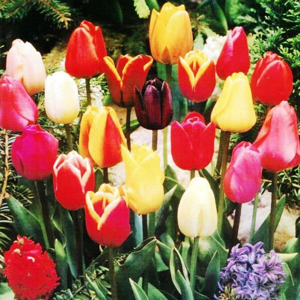 Mixed Dwarf Tulips