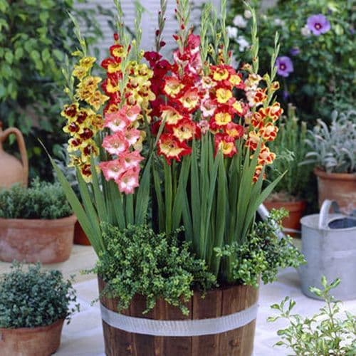 MIXED GLADIOLI LARGE FLOWERED