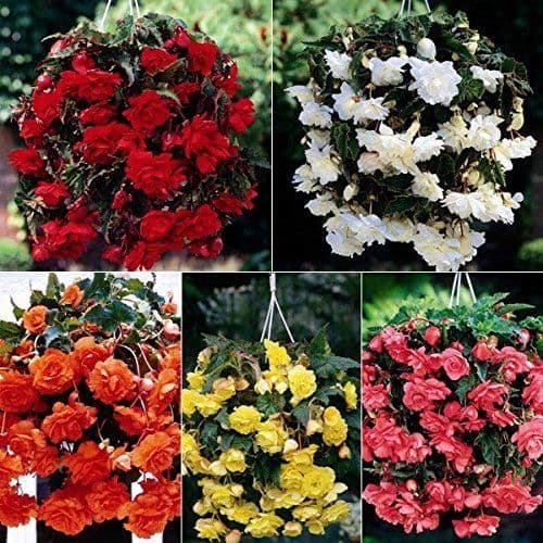 MIXED TRAILING PENDULA BEGONIA
