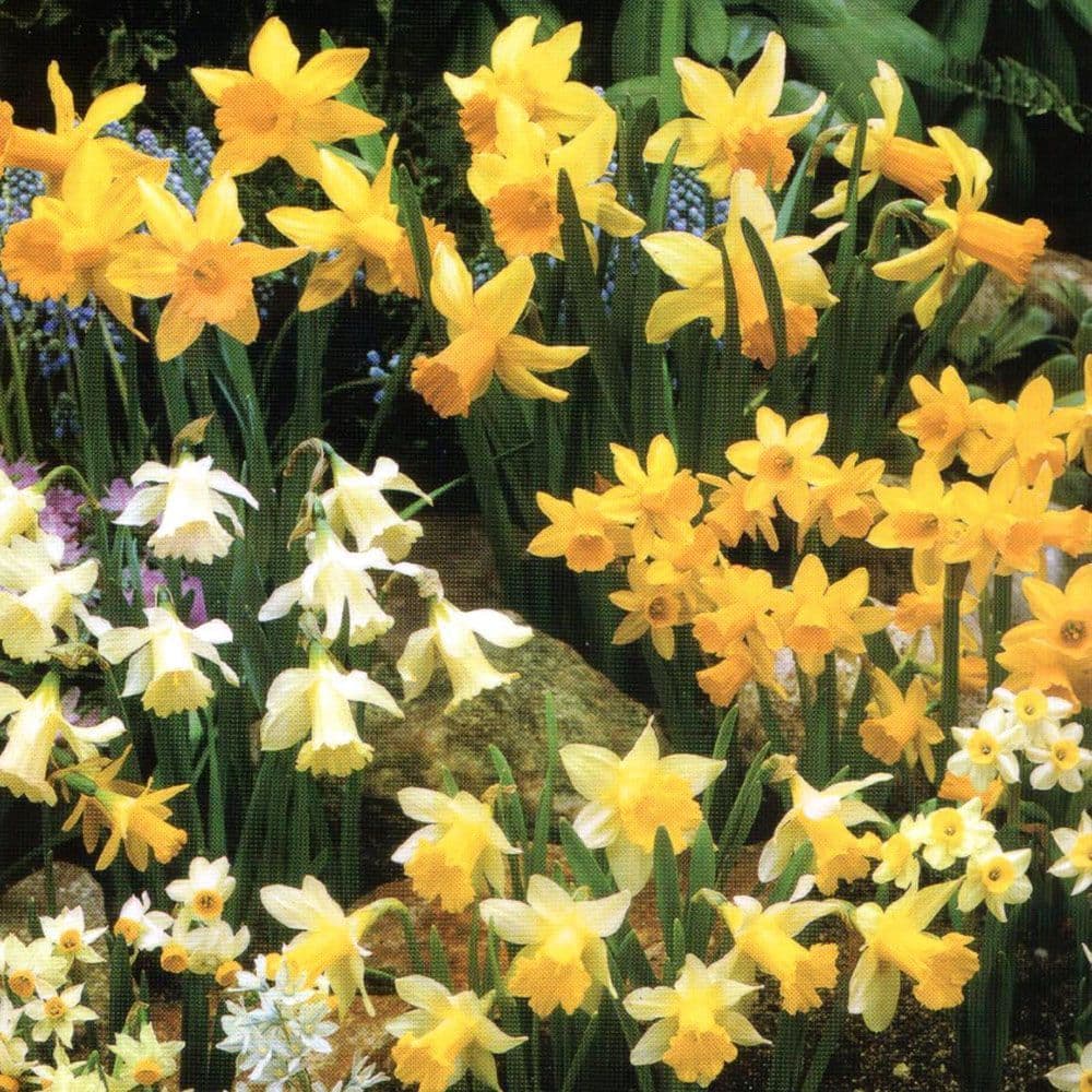 Mixture of Miniature Daffodil/Narcissi
