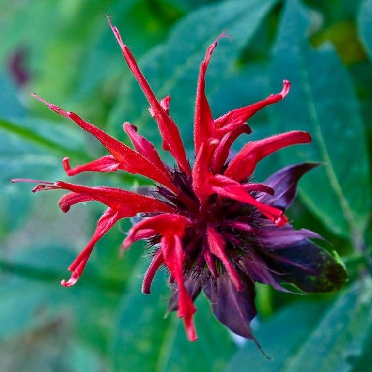 MONARDA DIDYMA CAMBRIDGE SCARLET