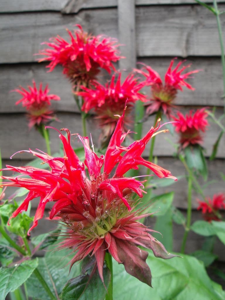 MONARDA DIDYMA CAMBRIDGE SCARLET