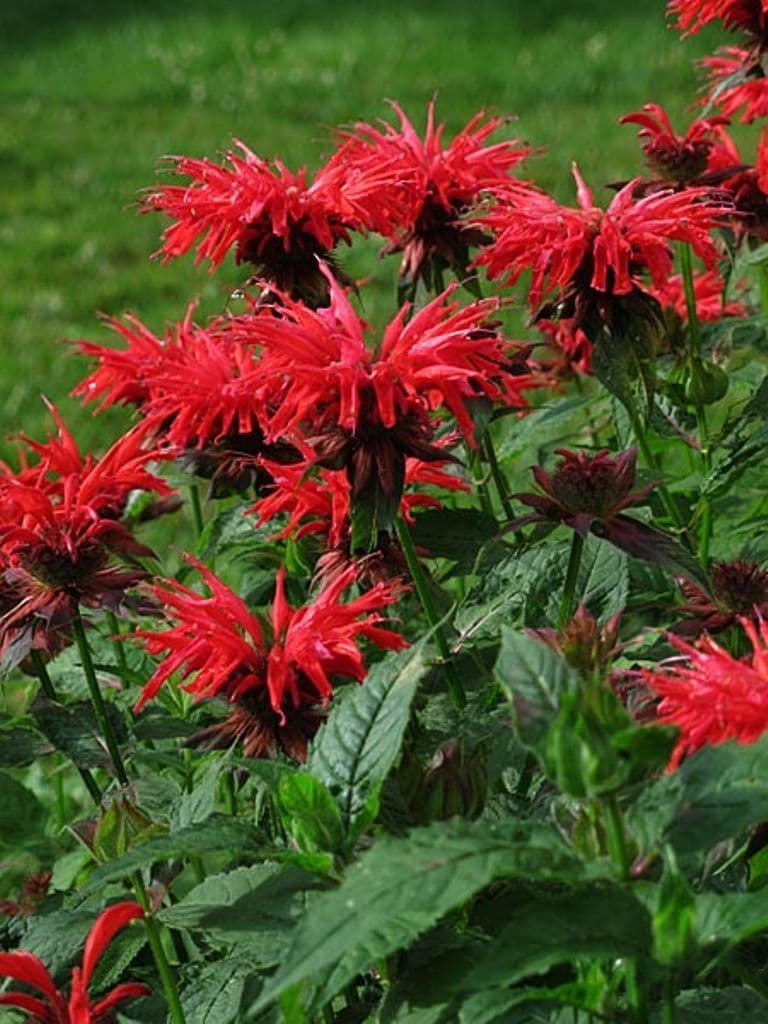 MONARDA DIDYMA CAMBRIDGE SCARLET