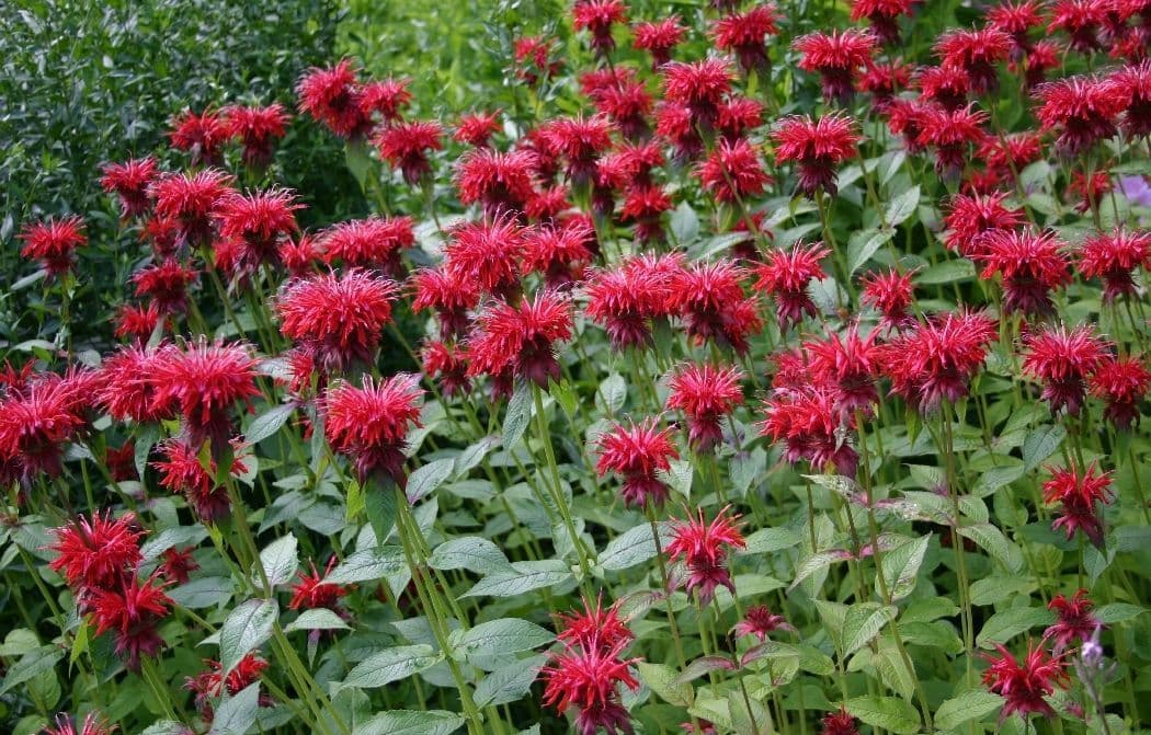 MONARDA DIDYMA CAMBRIDGE SCARLET