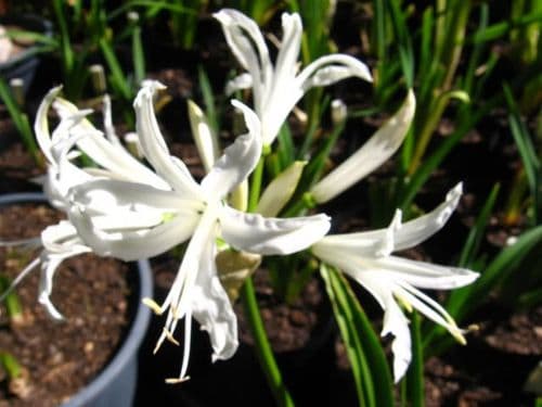 NERINE BOWDENII ALBA