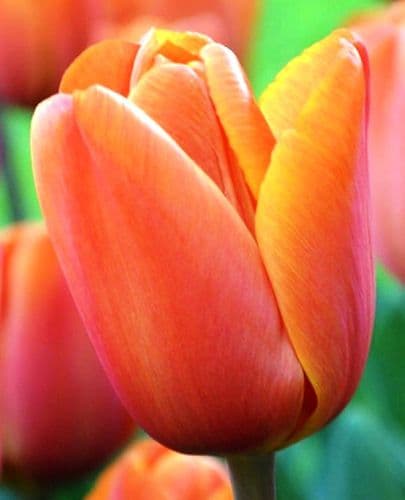 Orange Cassini Triumph Tulips