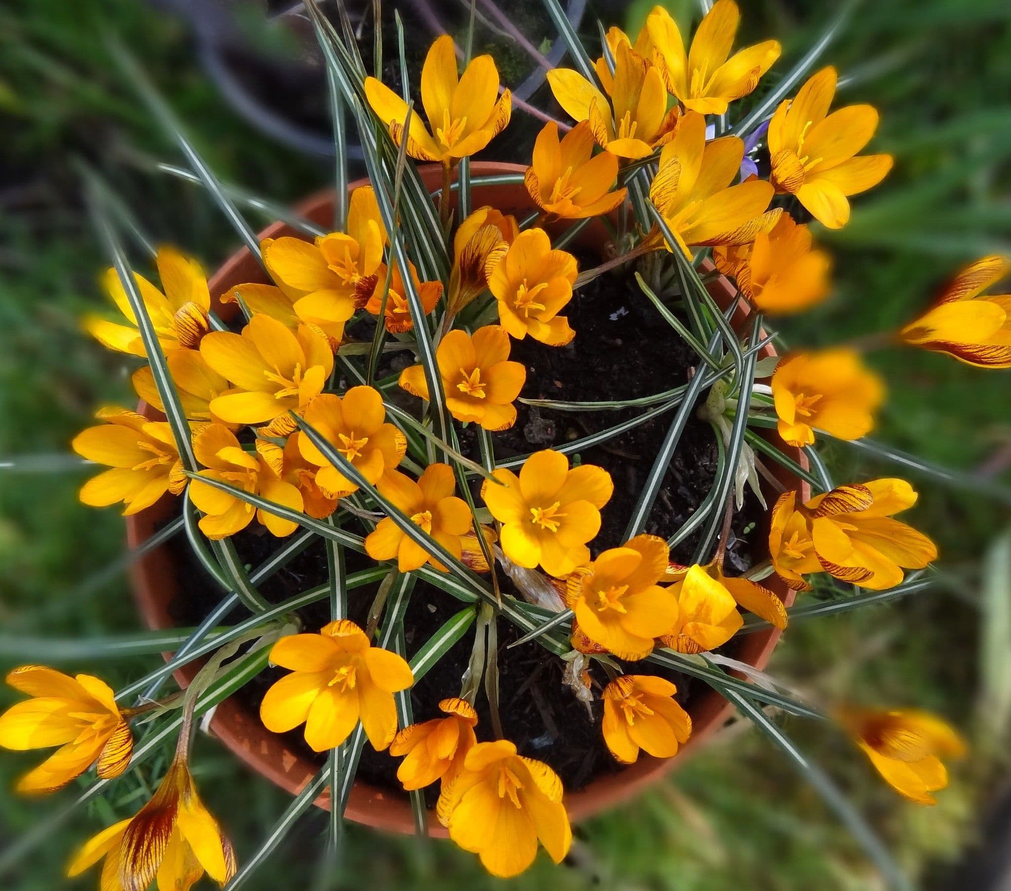 ORANGE MONARCH SPECIE BOTANICAL CROCUS