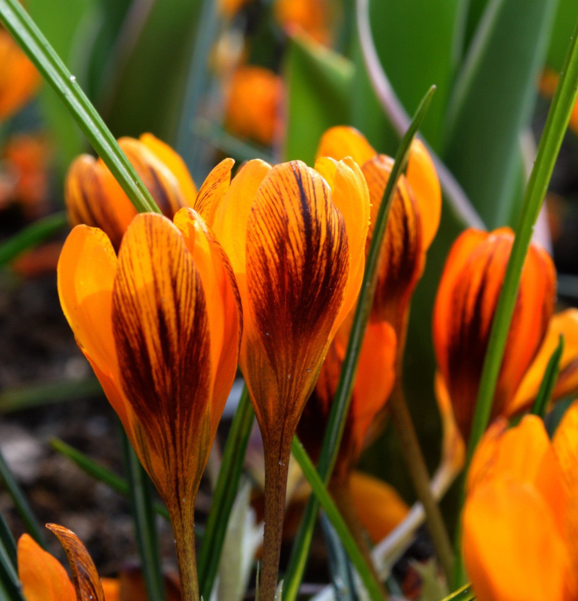 ORANGE MONARCH SPECIE BOTANICAL CROCUS