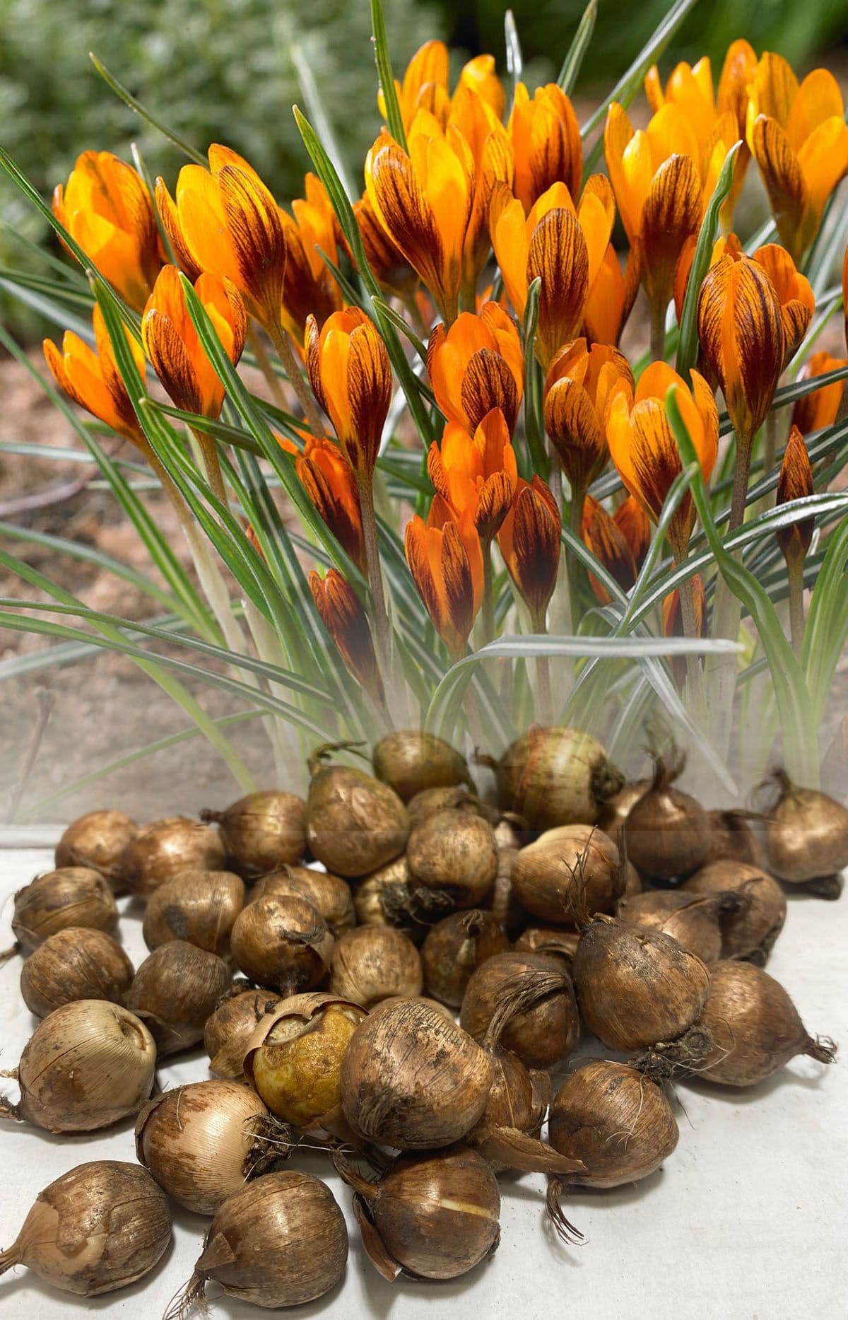 ORANGE MONARCH SPECIE BOTANICAL CROCUS