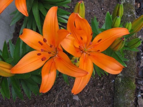 ORANGE PIXIE DWARF ASIATIC LILY