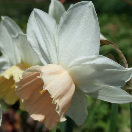 PASSIONALE LARGE CUPPED WHITE DAFFODIL