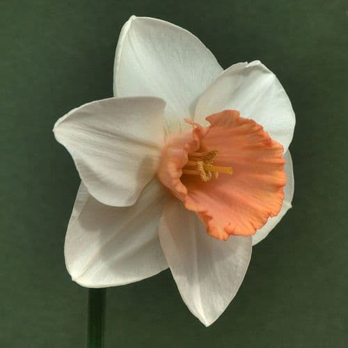 PASSIONALE LARGE CUPPED WHITE DAFFODIL