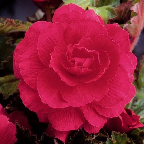 PINK DOUBLE BEGONIA
