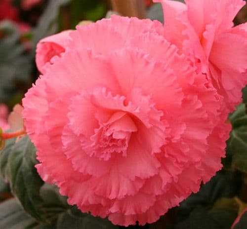 PINK DOUBLE BEGONIA