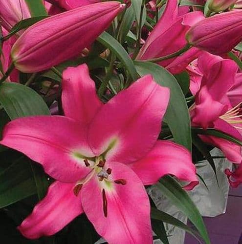 PINK PIXIE DWARF ASIATIC LILY