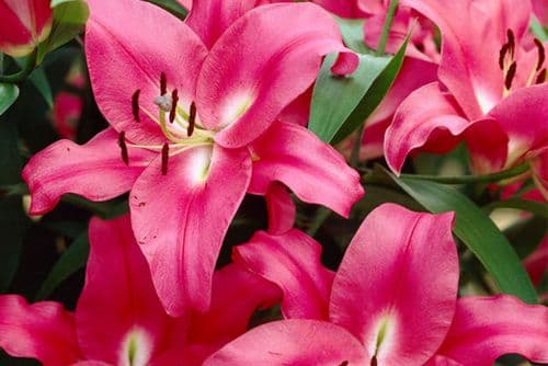 PINK PIXIE DWARF ASIATIC LILY