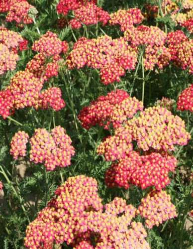 Potted 1 Litre ACHILLEA MILLEFOLIUM PAPRIKA COMMON YARROW