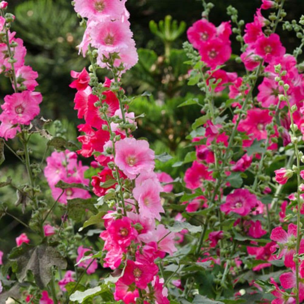 Potted 1 Litre ALCEA ROSEA HOLLYHOCKS MIXED