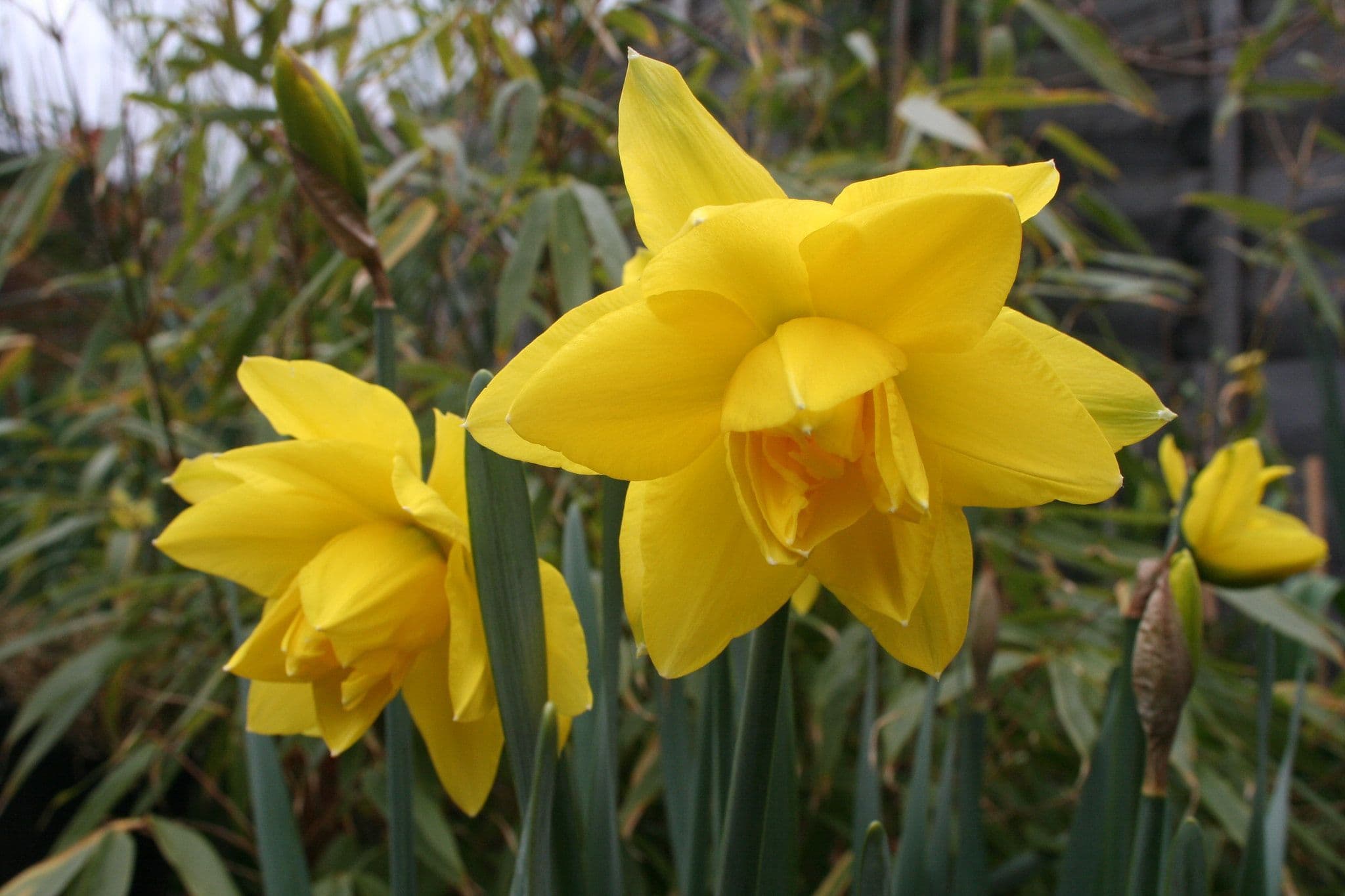 Potted 1 Litre GOLDEN DUCAT DOUBLE NARCISSI