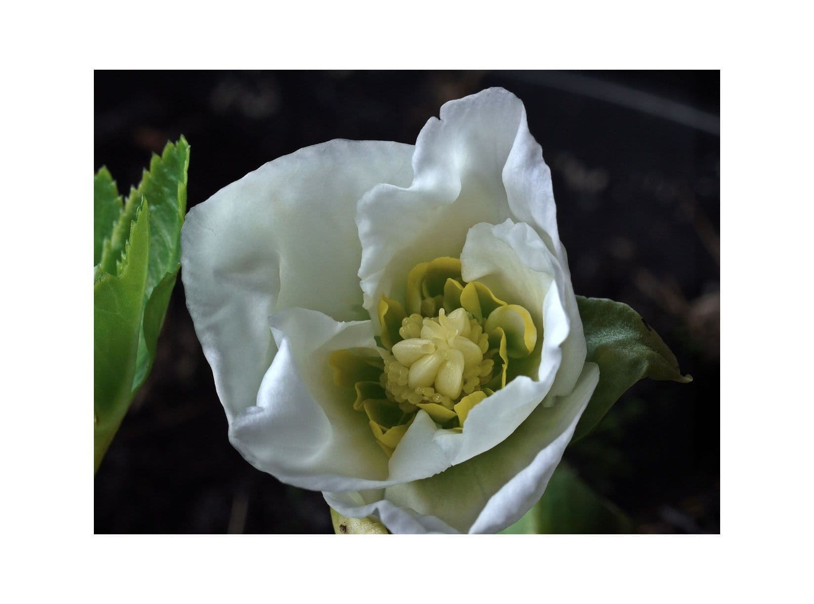 Potted 1 Litre Helleborus Niger Christmas Rose Evergreen Perennial Plant