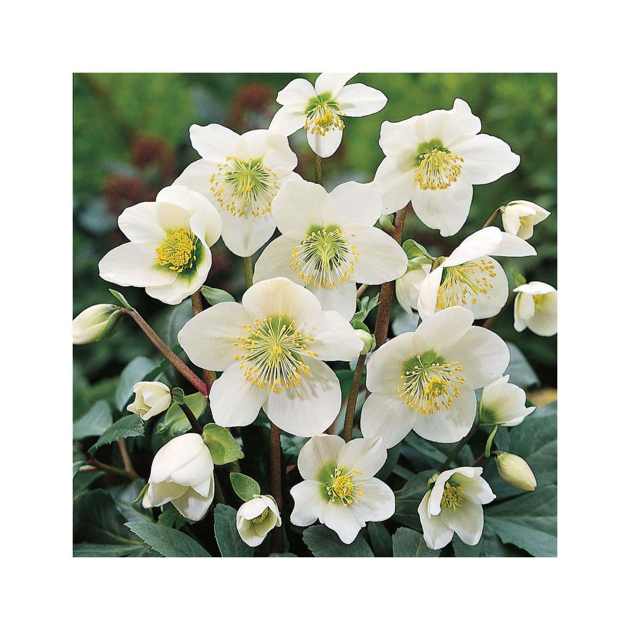 Potted 1 Litre Helleborus Niger Christmas Rose Evergreen Perennial Plant