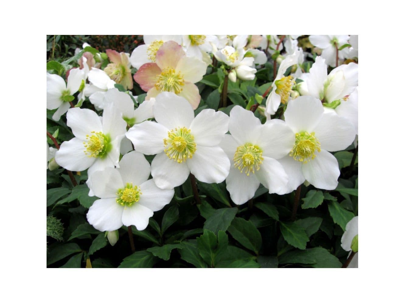 Potted 1 Litre Helleborus Niger Christmas Rose Evergreen Perennial Plant