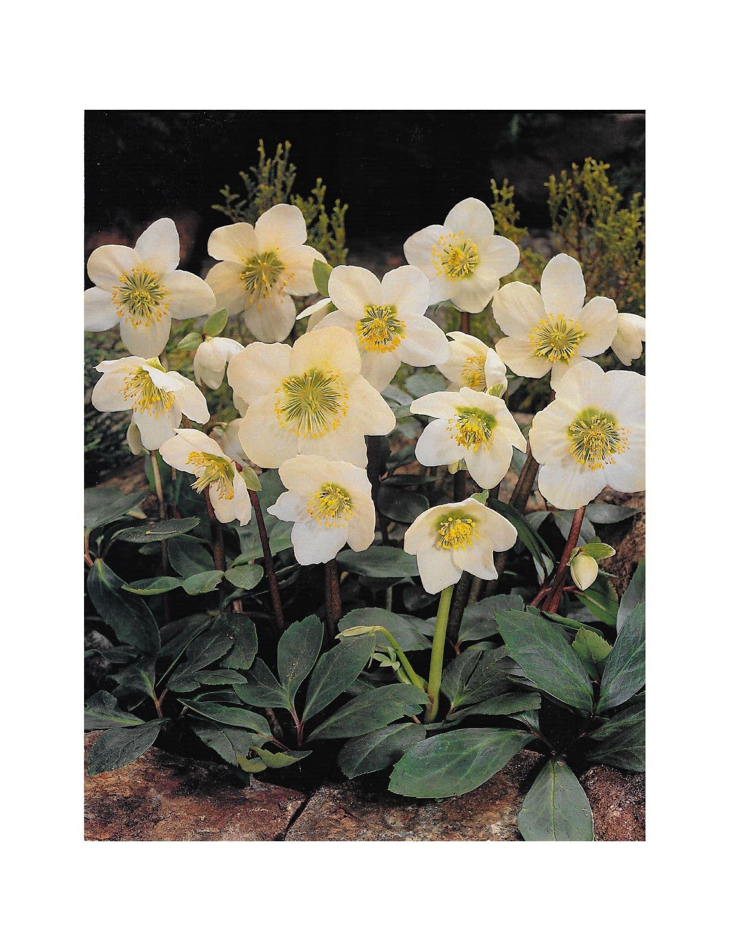 Potted 1 Litre Helleborus Niger Christmas Rose Evergreen Perennial Plant
