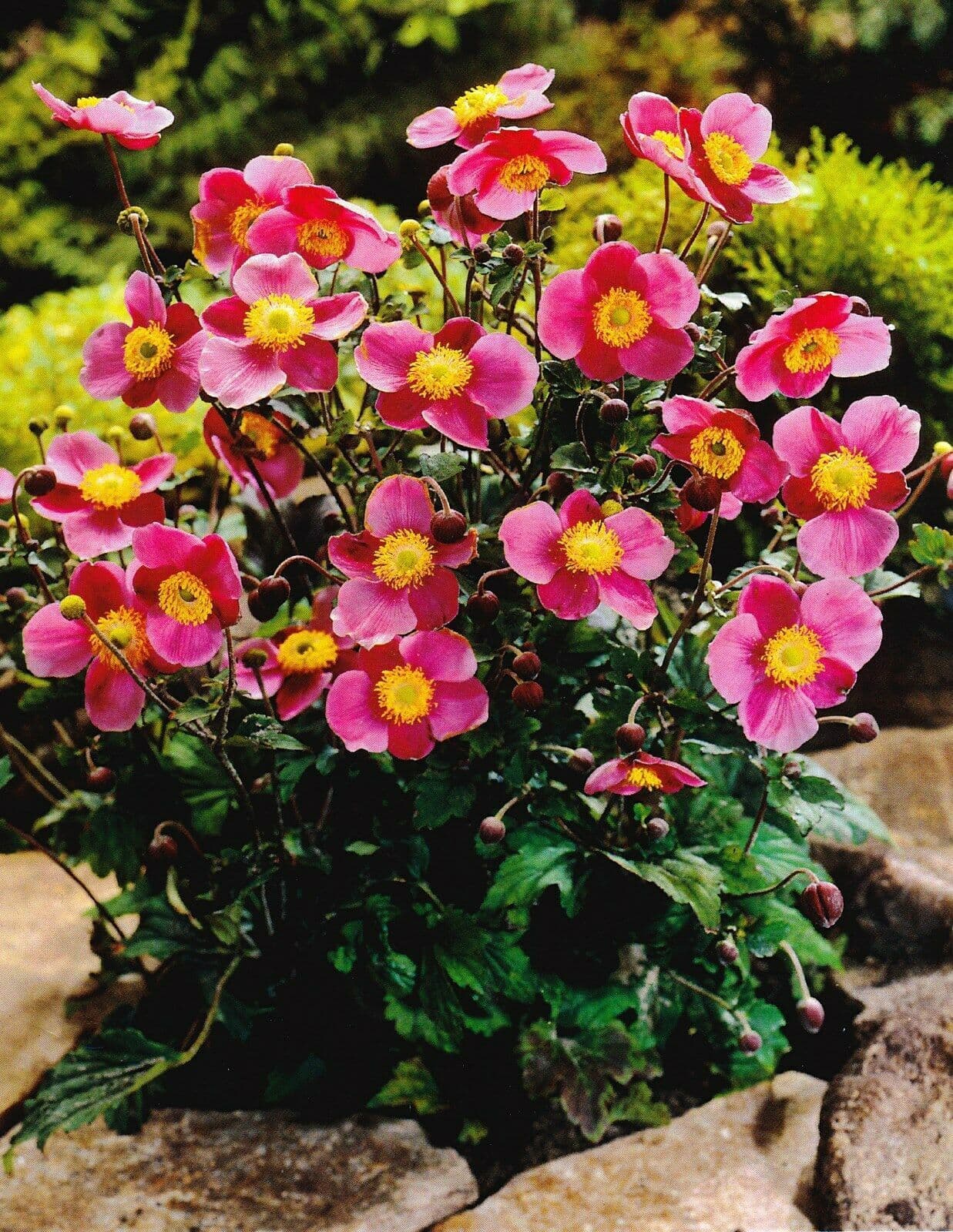 POTTED 1 LITRE HUPEHENSIS PRINZ HEINRICH JAPANESE ANEMONE SUMMER PERENNIAL
