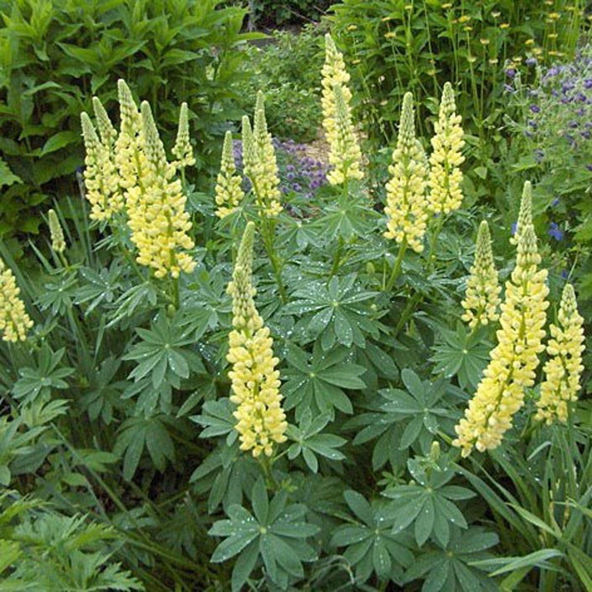 Potted 1 Litre Lupin Chandelier Band Of Nobles Series Yellow Summer ...