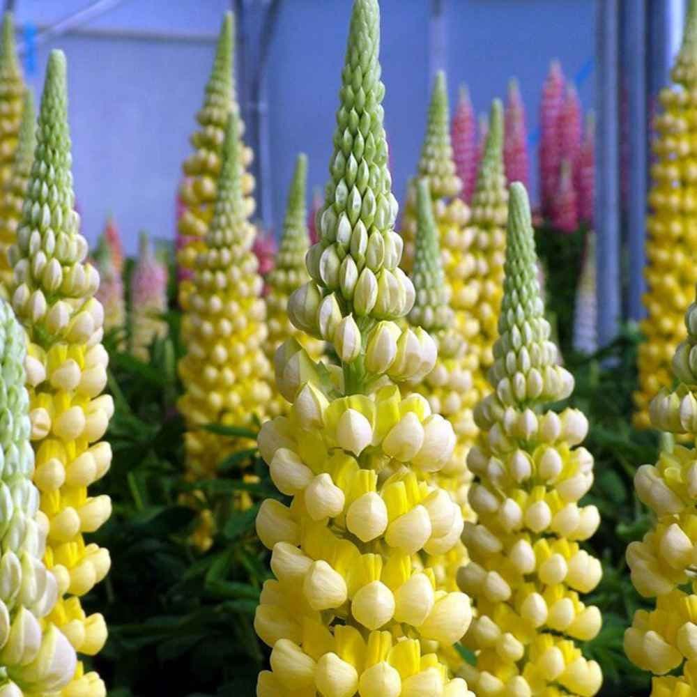 Potted 1 Litre Lupin Chandelier Band Of Nobles Series Yellow Summer ...