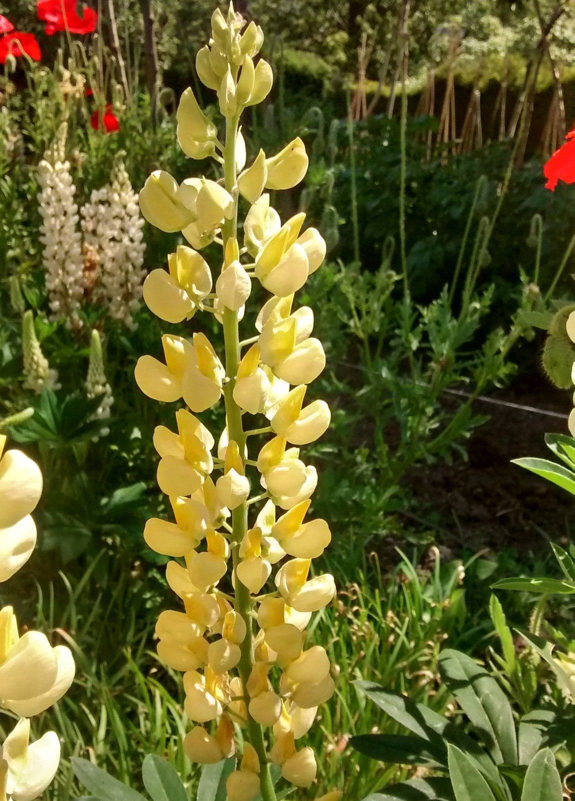 Potted 1 Litre Lupin Chandelier Band Of Nobles Series Yellow Summer ...