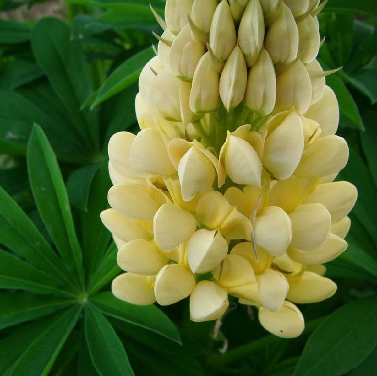 Potted 1 Litre Lupin Chandelier Band Of Nobles Series Yellow Summer ...