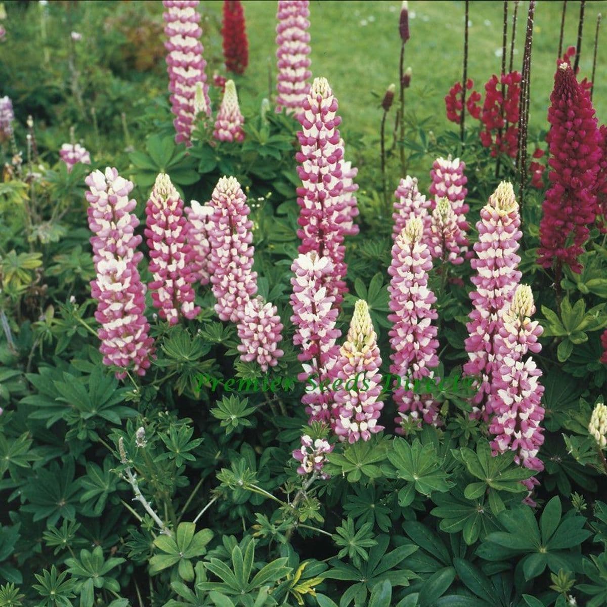 Potted 1 Litre Lupin Chatelaine Band Of Nobles Series Pink Summer ...