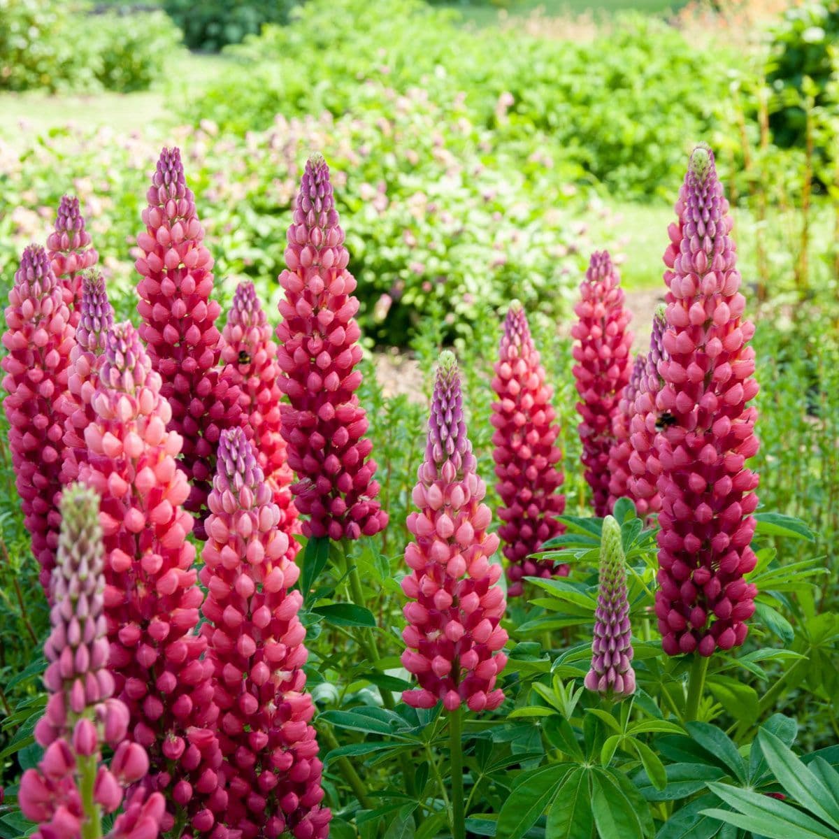 Potted 1 Litre Lupin My Castle Band Of Nobles Series Red Summer ...