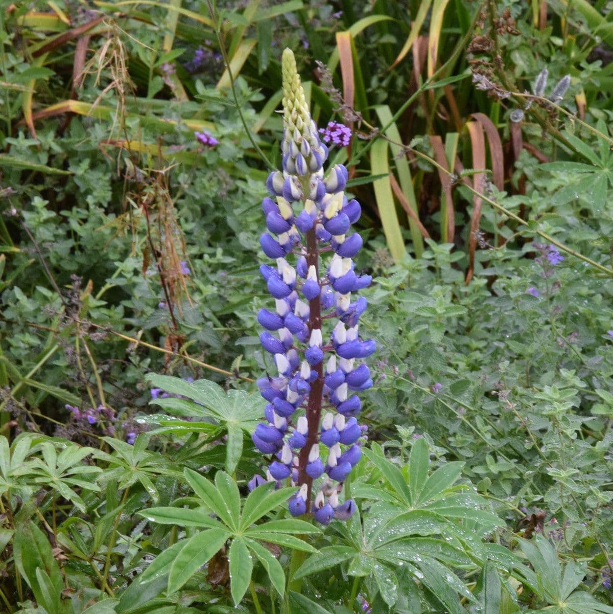 Potted 1 Litre Lupin The Governor Band Of Nobles Series Summer ...