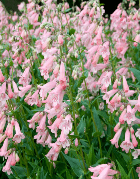Potted 1 Litre PENSTEMON APPLE BLOSSOM BEARD TONGUE