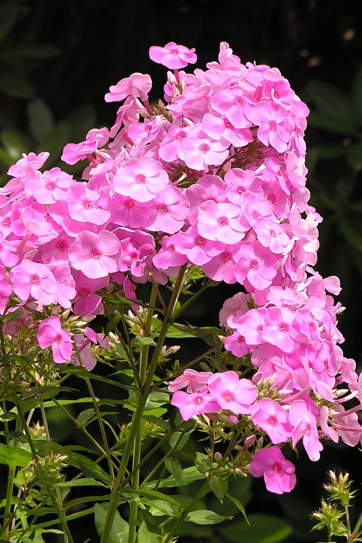 Potted 1 Litre Phlox Pink Flame Hardy Garden Summer Flowering Perennial ...