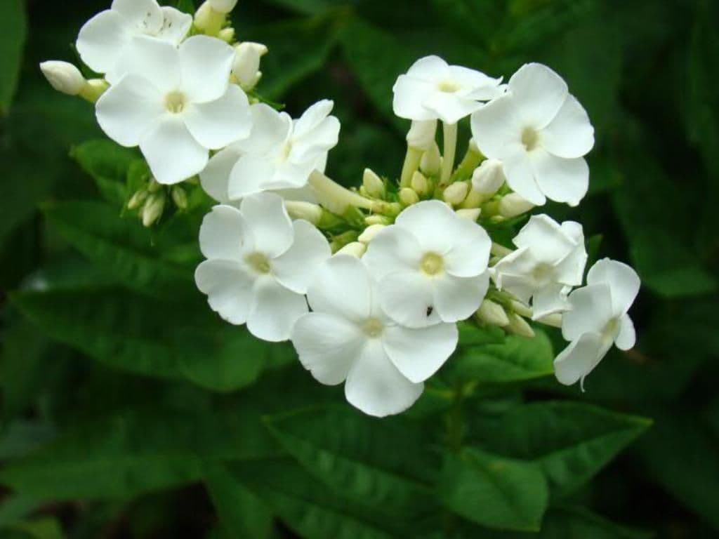 Potted 1 Litre Phlox White Hardy Garden Summer Flowering Perennial Plant