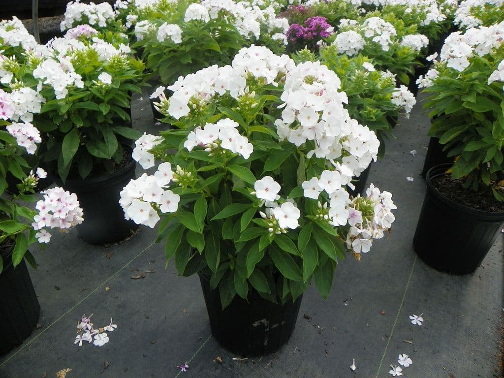 Potted 1 Litre Phlox White Hardy Garden Summer Flowering Perennial Plant