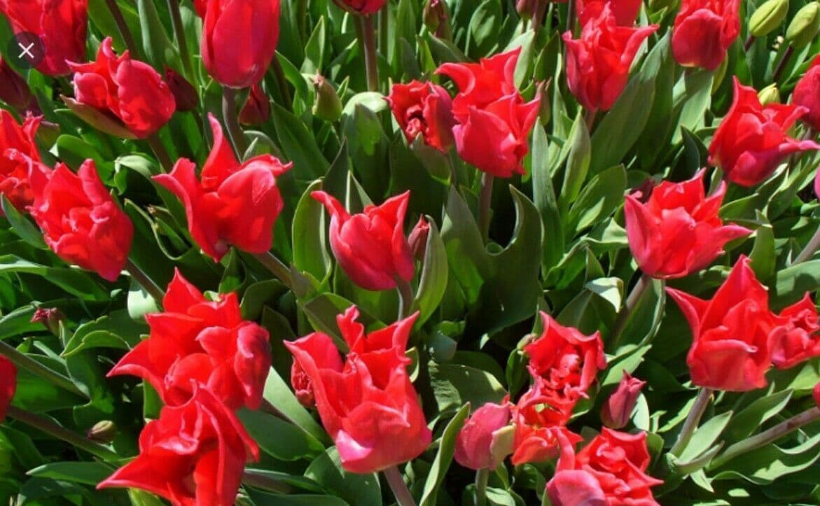 PRETTY WOMAN LILY FLOWERING TULIP BULBS SPRING FLOWERING GARDEN PERENNIAL
