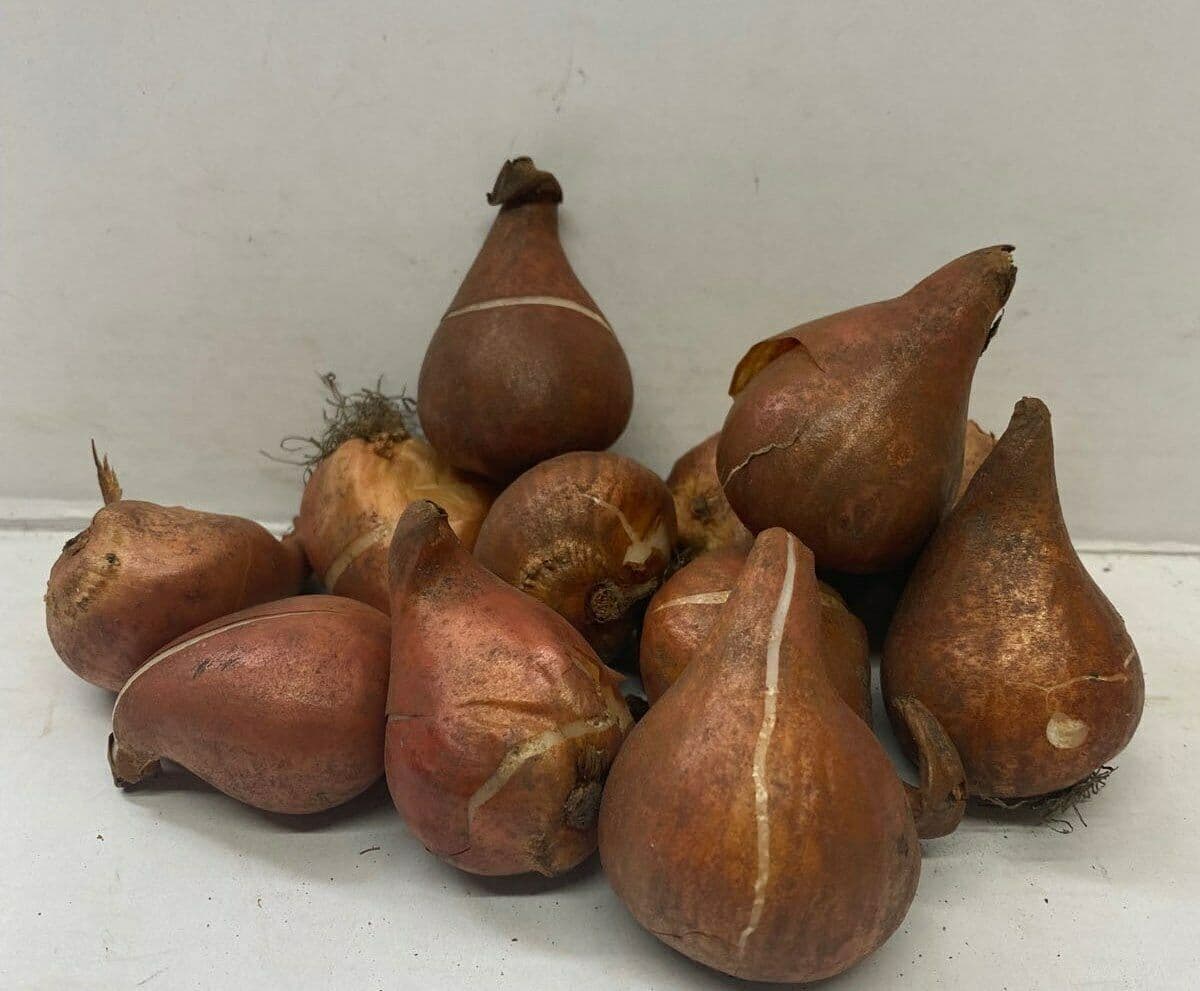 PRETTY WOMAN LILY FLOWERING TULIP BULBS SPRING FLOWERING GARDEN PERENNIAL