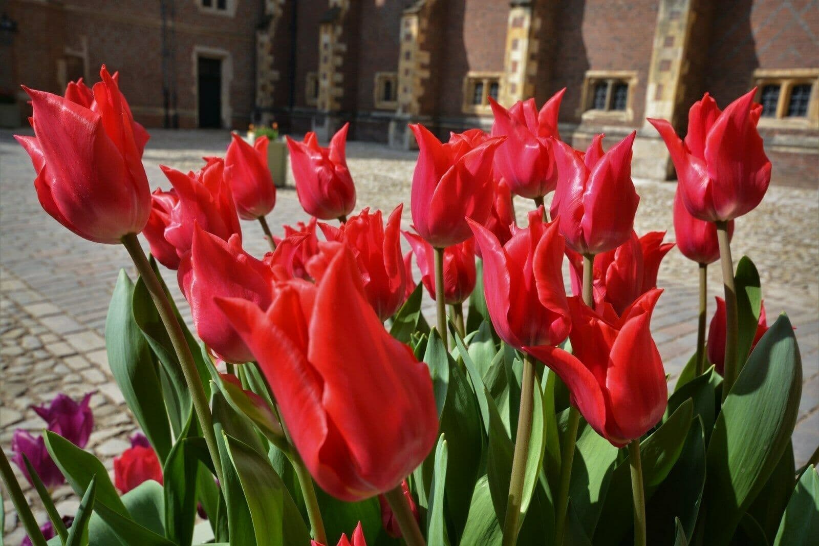 PRETTY WOMAN LILY FLOWERING TULIP BULBS SPRING FLOWERING GARDEN PERENNIAL