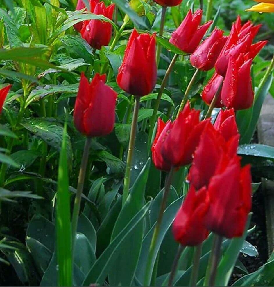 PRETTY WOMAN LILY FLOWERING TULIP BULBS SPRING FLOWERING GARDEN PERENNIAL