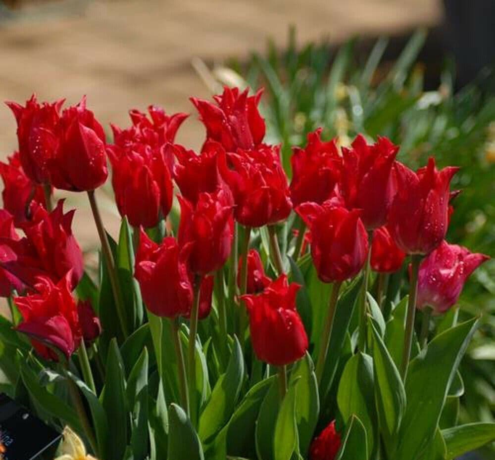 PRETTY WOMAN LILY FLOWERING TULIP BULBS SPRING FLOWERING GARDEN PERENNIAL
