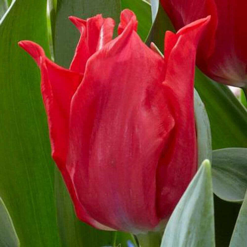 PRETTY WOMAN LILY FLOWERING TULIP BULBS SPRING FLOWERING GARDEN PERENNIAL